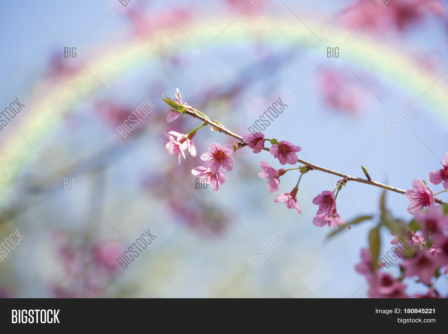 Spring Season Flower Image & Photo (Free Trial) | Bigstock