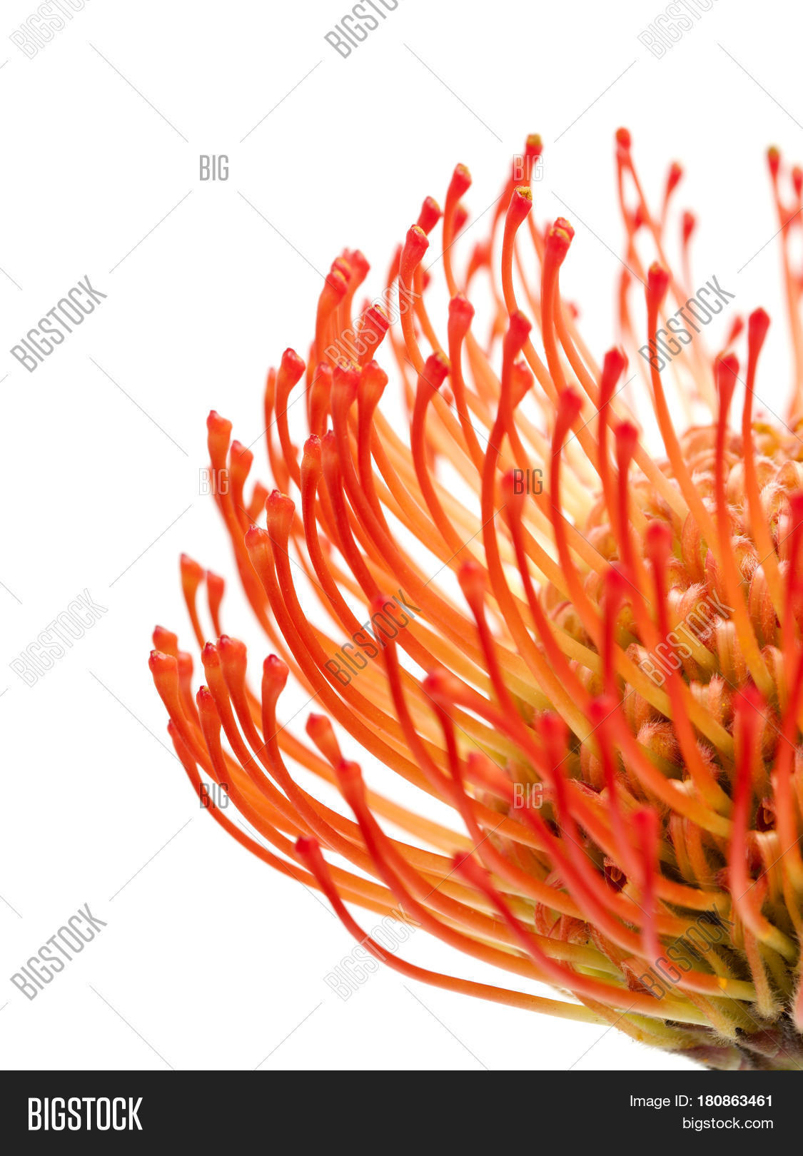 Red Protea Isolated Image & Photo (Free Trial) | Bigstock