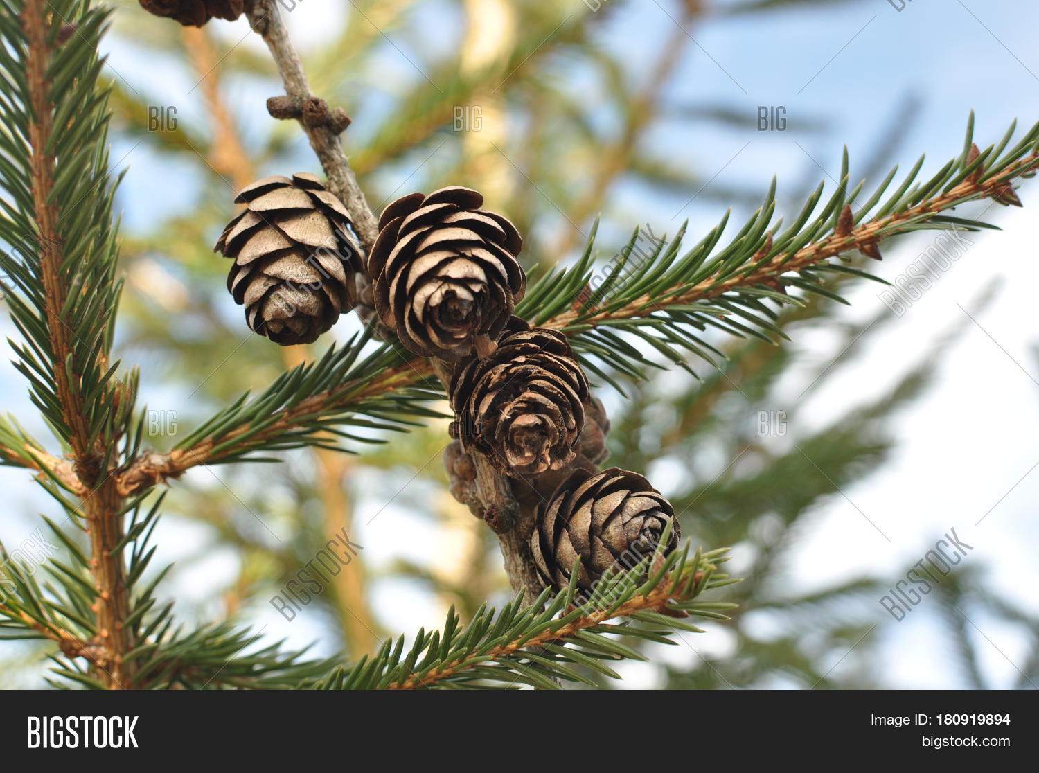 Bumps On Pine Tree On Image & Photo (Free Trial) | Bigstock