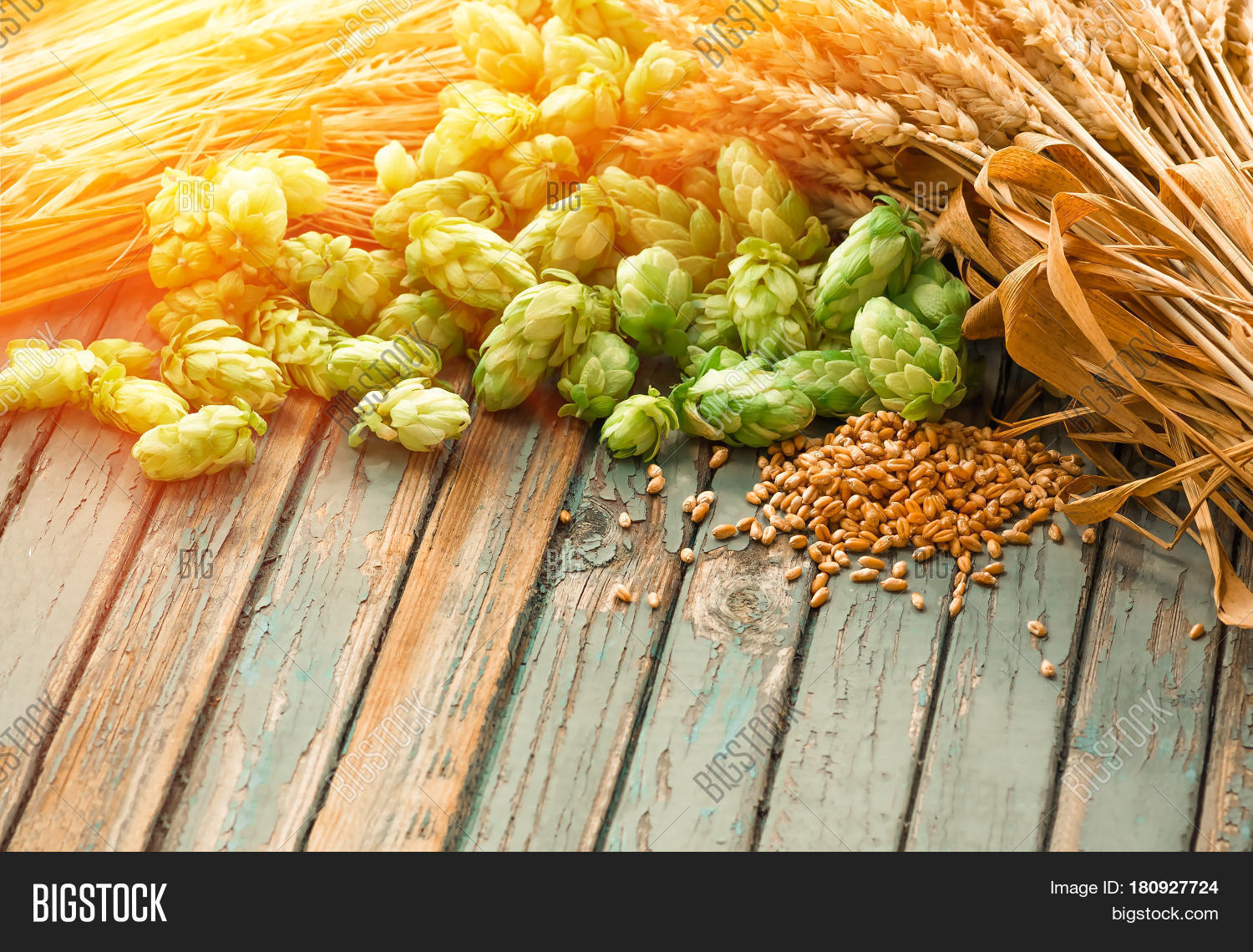 Green Hops Malt Ears Image & Photo (Free Trial) | Bigstock