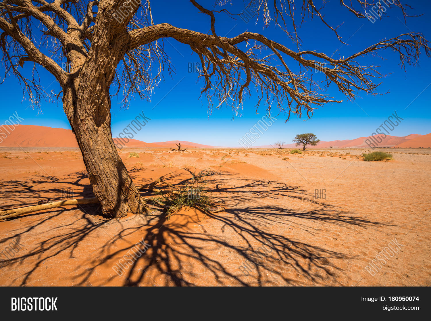 Dead Camelthorn Trees Image & Photo (Free Trial) | Bigstock