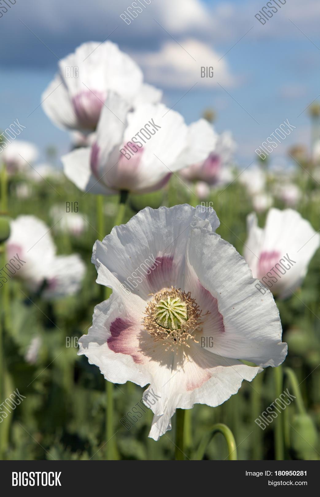 Detail Flowering Poppy Image & Photo (Free Trial) | Bigstock