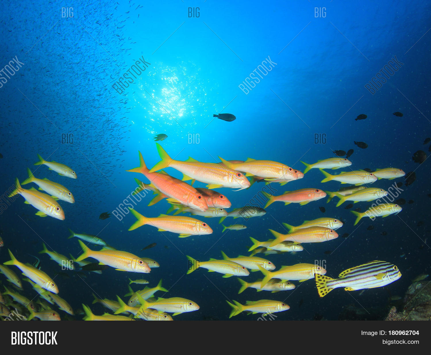 Yellow Fish School Image & Photo (Free Trial) | Bigstock