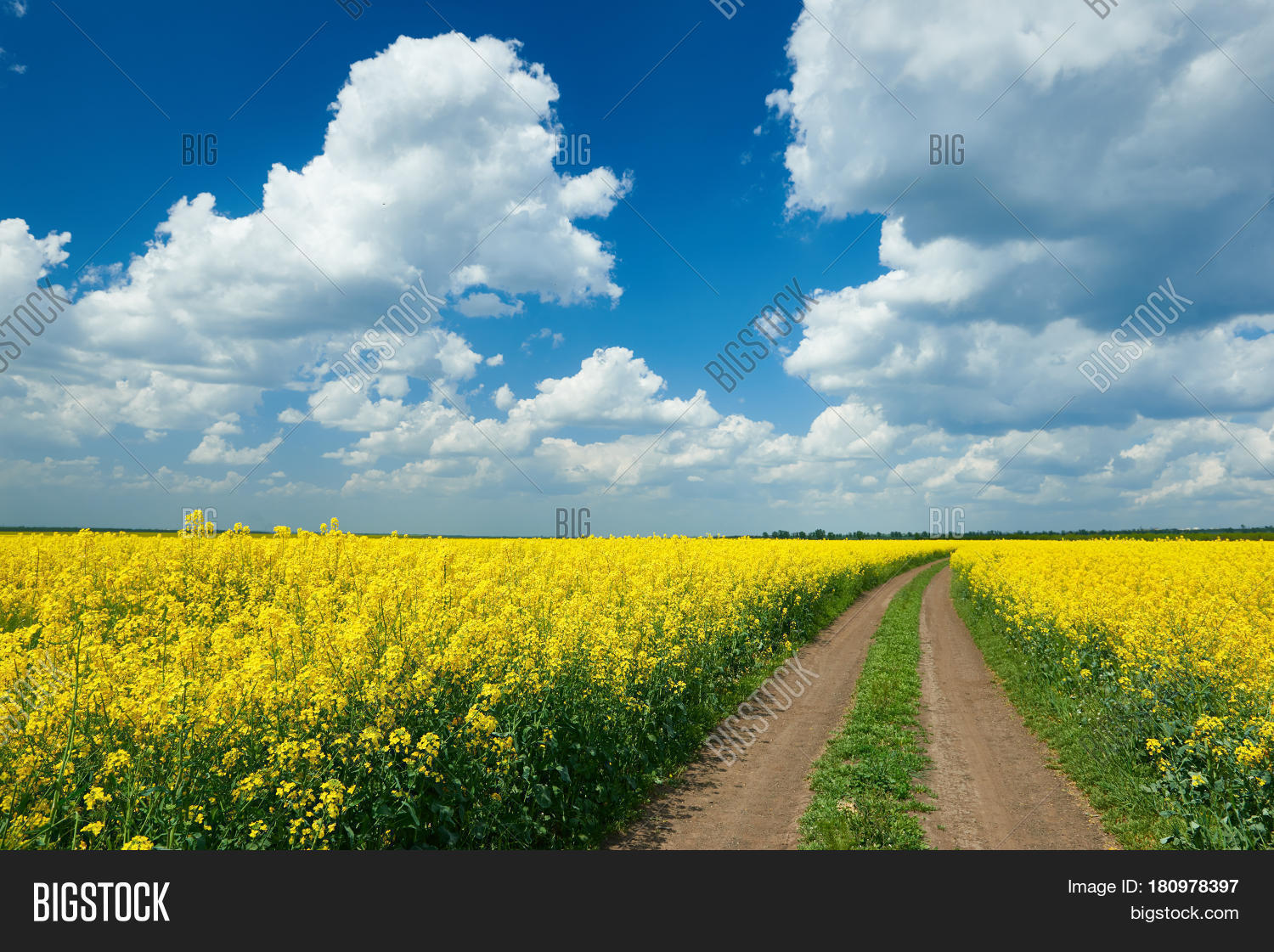 Road Yellow Flower Image & Photo (Free Trial) | Bigstock