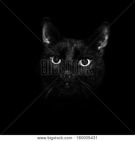Head Demonic Black Cat Image & Photo (Free Trial) | Bigstock