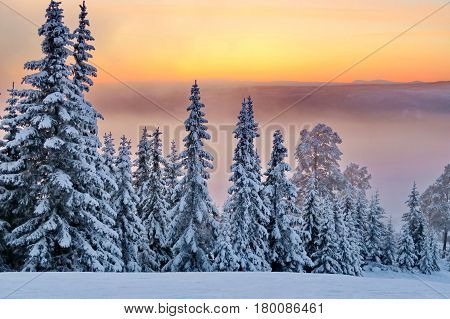 Fir-tree and pines heavily covered with fresh snow on background ...