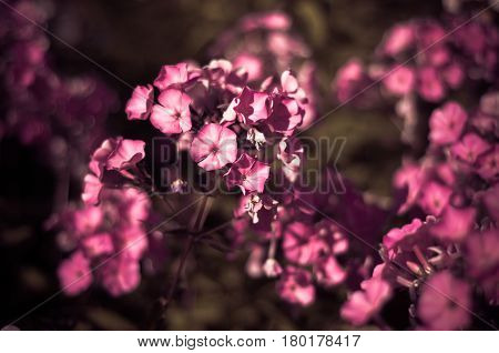 Pink Phlox Flowers Image & Photo (Free Trial) | Bigstock