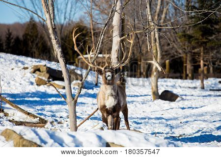 Reindeer, Known Image & Photo (Free Trial) | Bigstock