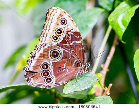 Blue Morpho Butterfly Image & Photo (Free Trial) | Bigstock