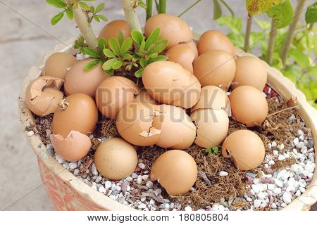 Crushed Egg Shell Used Image & Photo (Free Trial) | Bigstock
