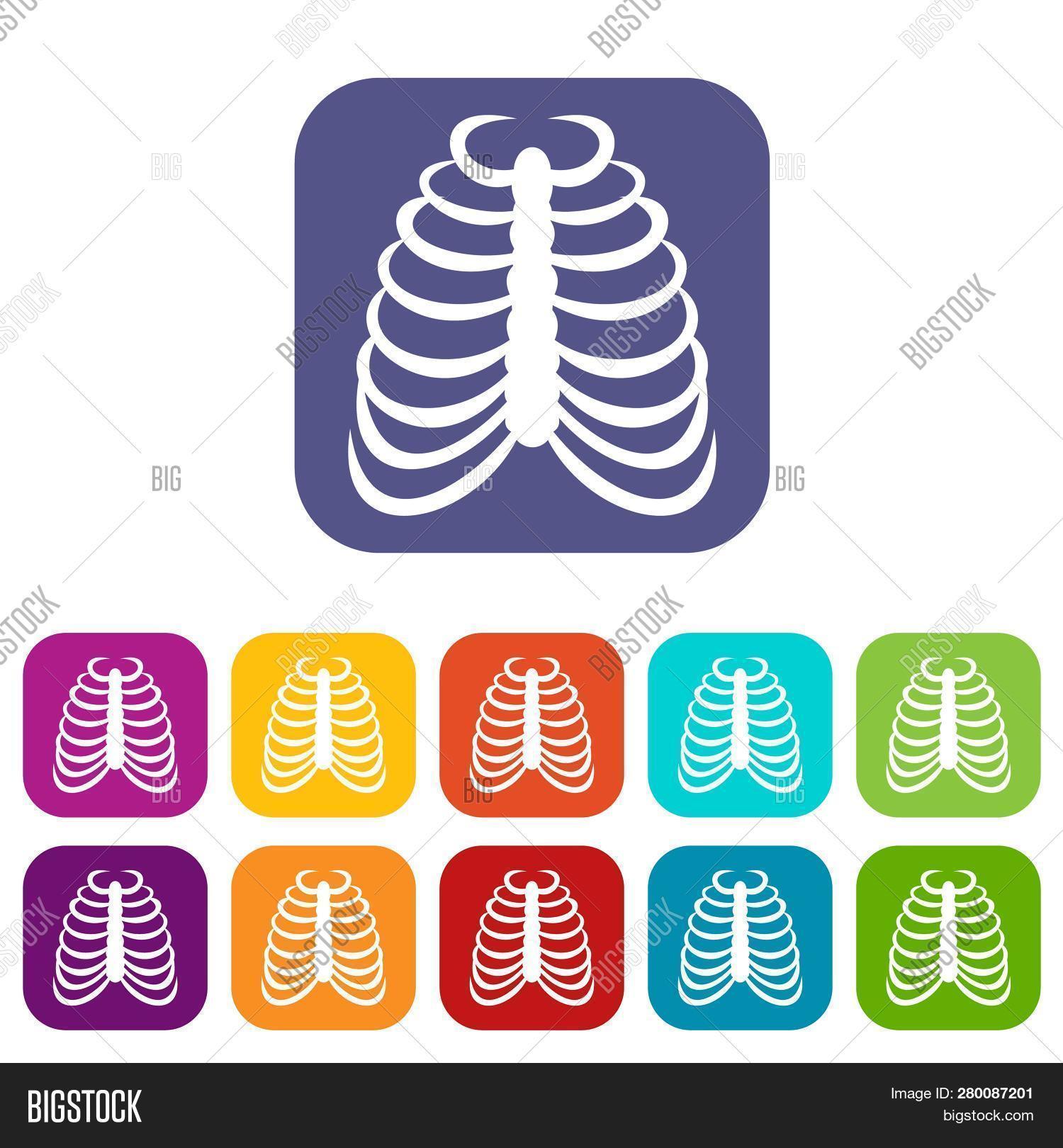 Rib Cage Icons Set Image & Photo (Free Trial) | Bigstock