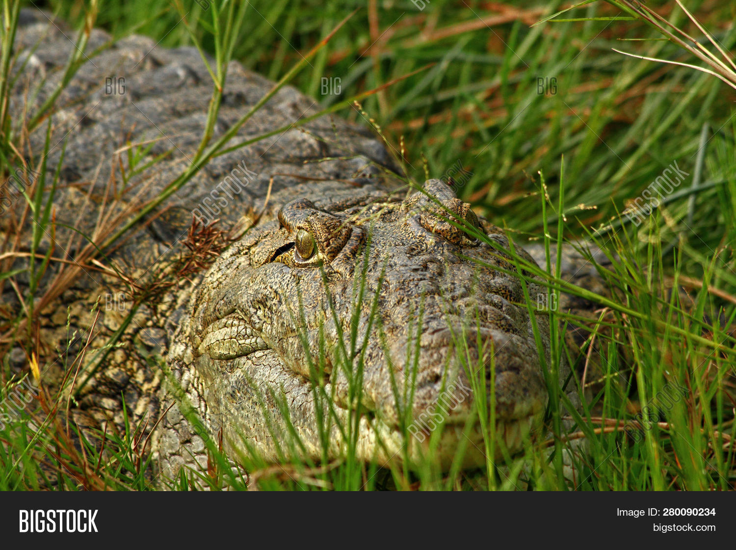 Closeup Single Image & Photo (Free Trial) | Bigstock