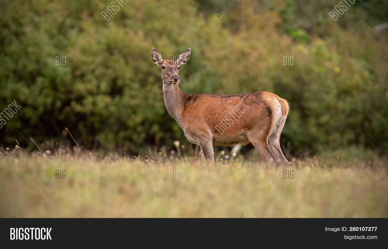 Red Deer Hind Autumn Image & Photo (Free Trial) | Bigstock