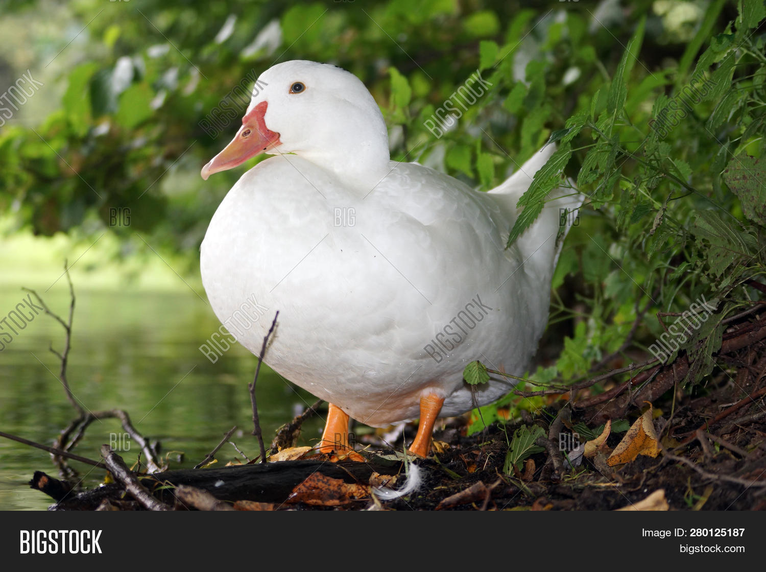 White Duck Pond Summer Image & Photo (Free Trial) | Bigstock