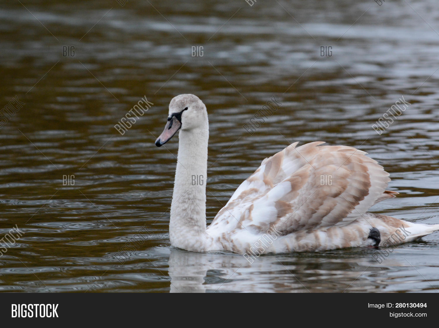 Baby Swan, Signet Image & Photo (Free Trial) | Bigstock