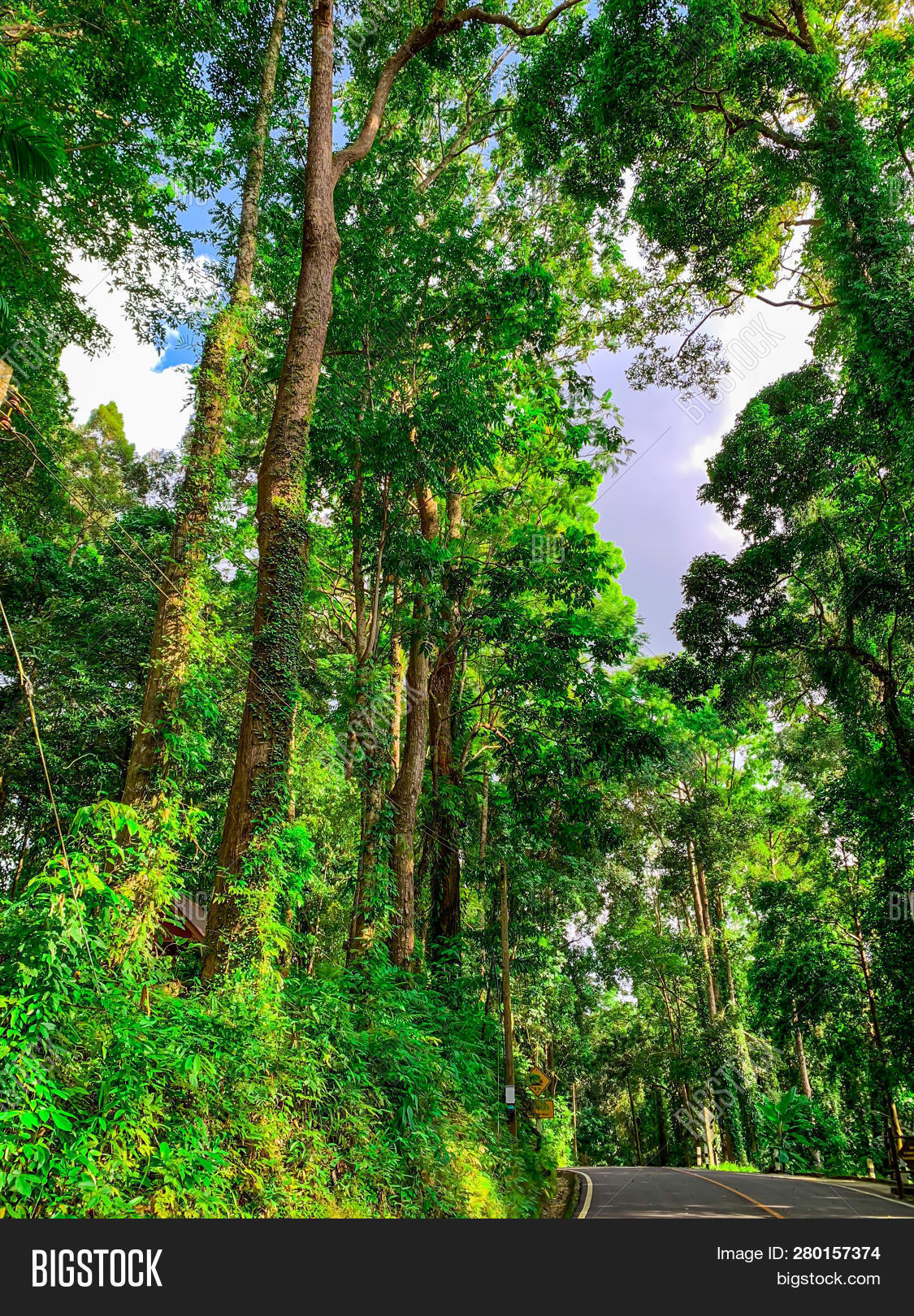Bottom View Green Tree Image & Photo (Free Trial) | Bigstock