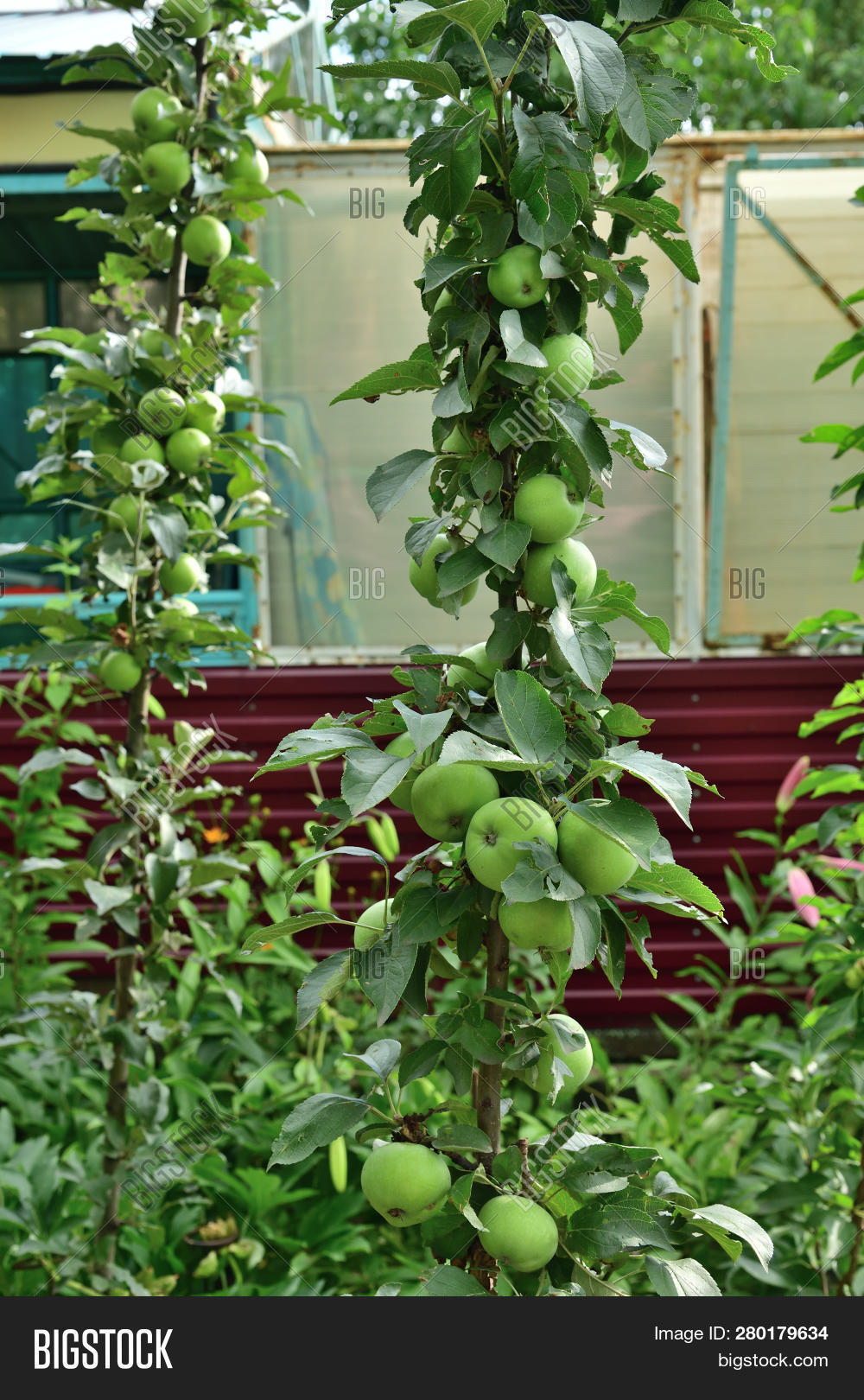 Columnar Apple Natural Image & Photo (Free Trial) | Bigstock