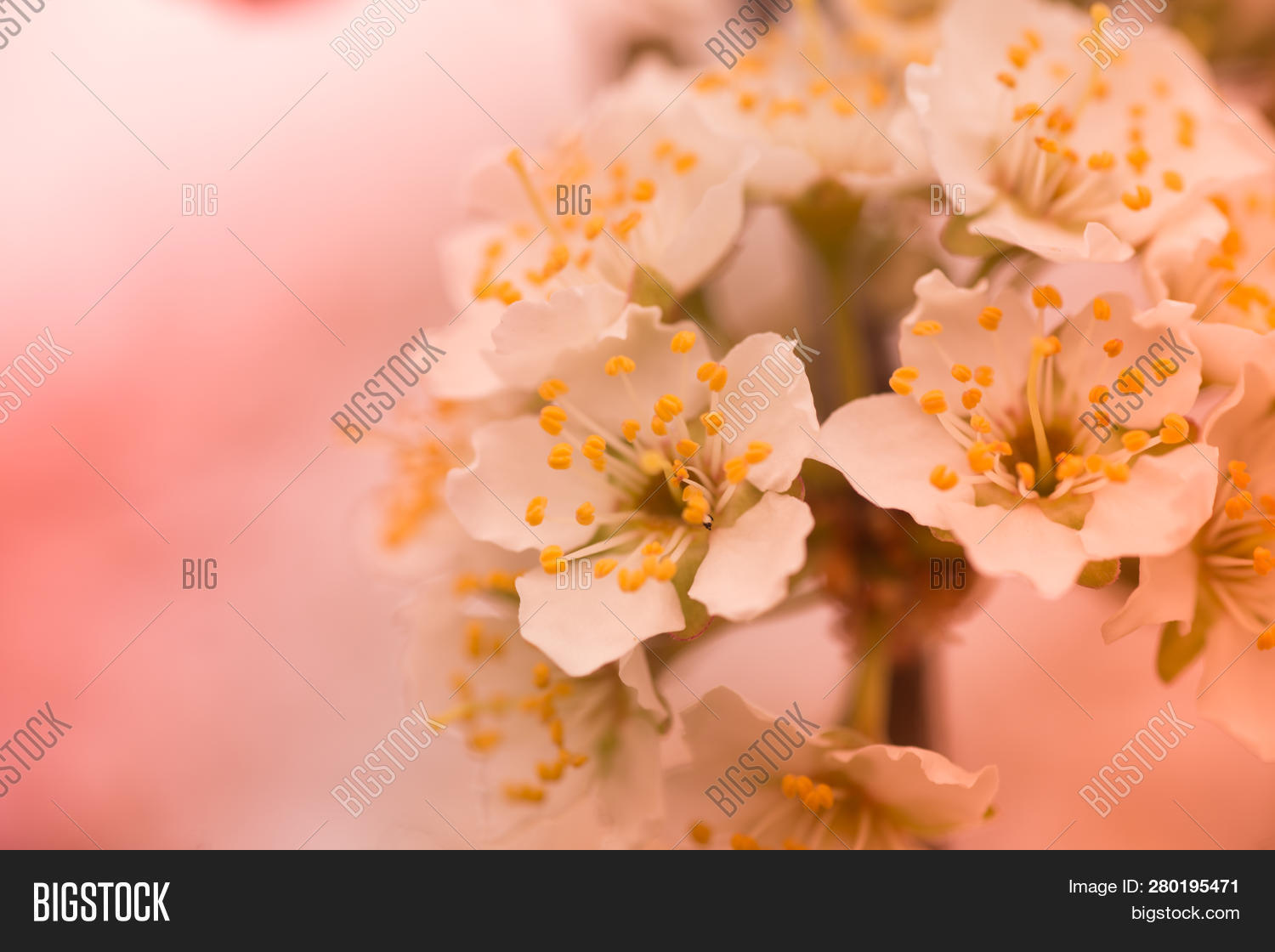Flowers Nanking Cherry Image & Photo (Free Trial) | Bigstock
