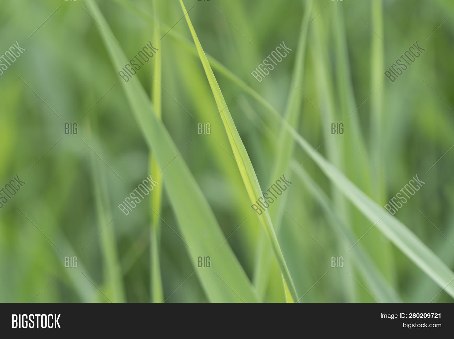 Close- Green Grass. Image & Photo (Free Trial) | Bigstock