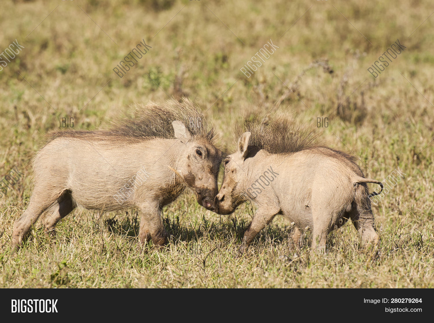 Two Young Warthogs Image & Photo (Free Trial) | Bigstock