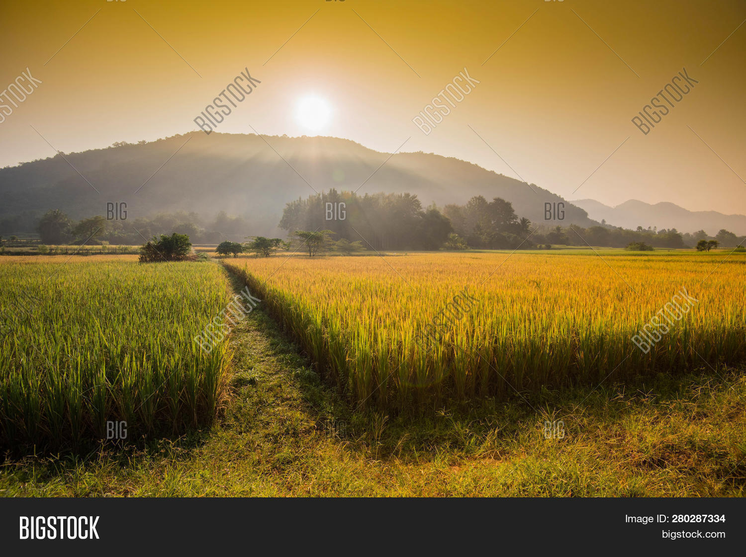 Yellow Rice Field / Image & Photo (Free Trial) | Bigstock