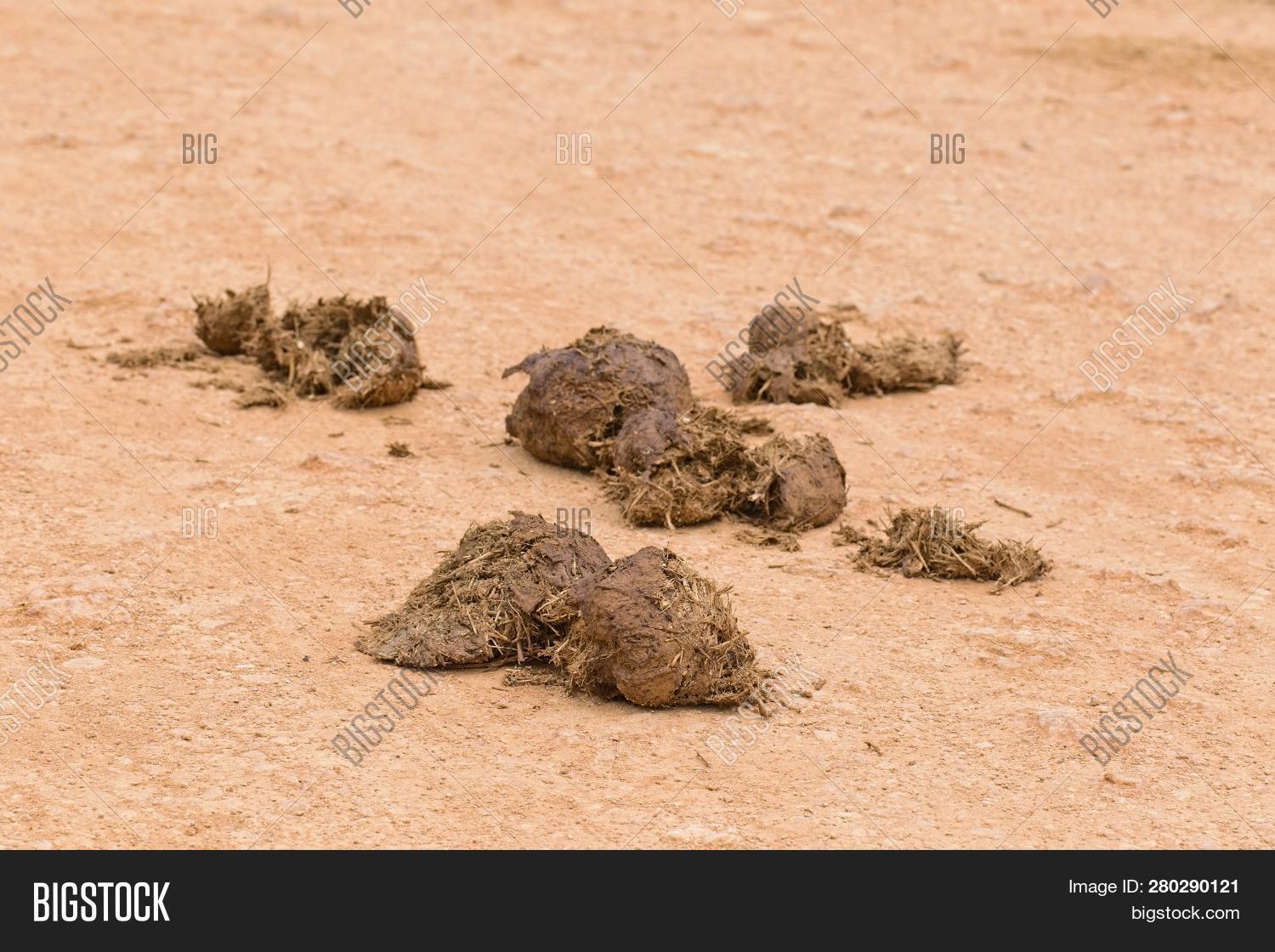 Fresh Elephant Dung On Image & Photo (Free Trial) | Bigstock