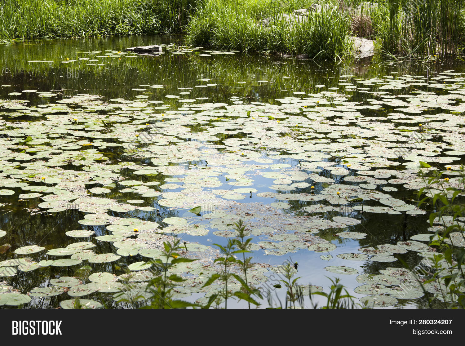 Be Calm Like Calm Lake Image & Photo (Free Trial) | Bigstock