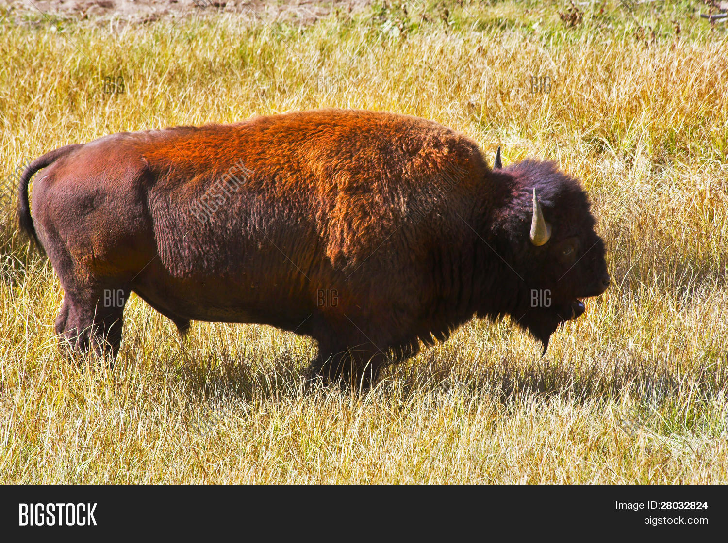 Huge Bison-male Grazed Image & Photo (Free Trial) | Bigstock
