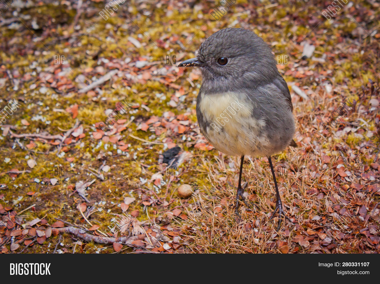South Island Robin Image & Photo (Free Trial) | Bigstock