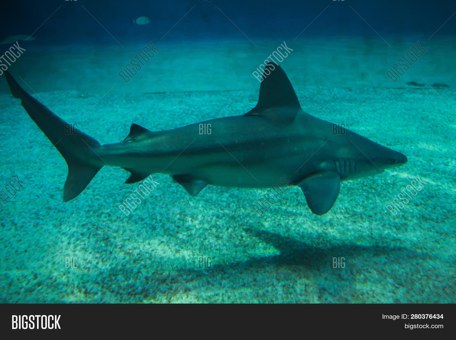 Sandbar Shark ( Image & Photo (Free Trial) | Bigstock