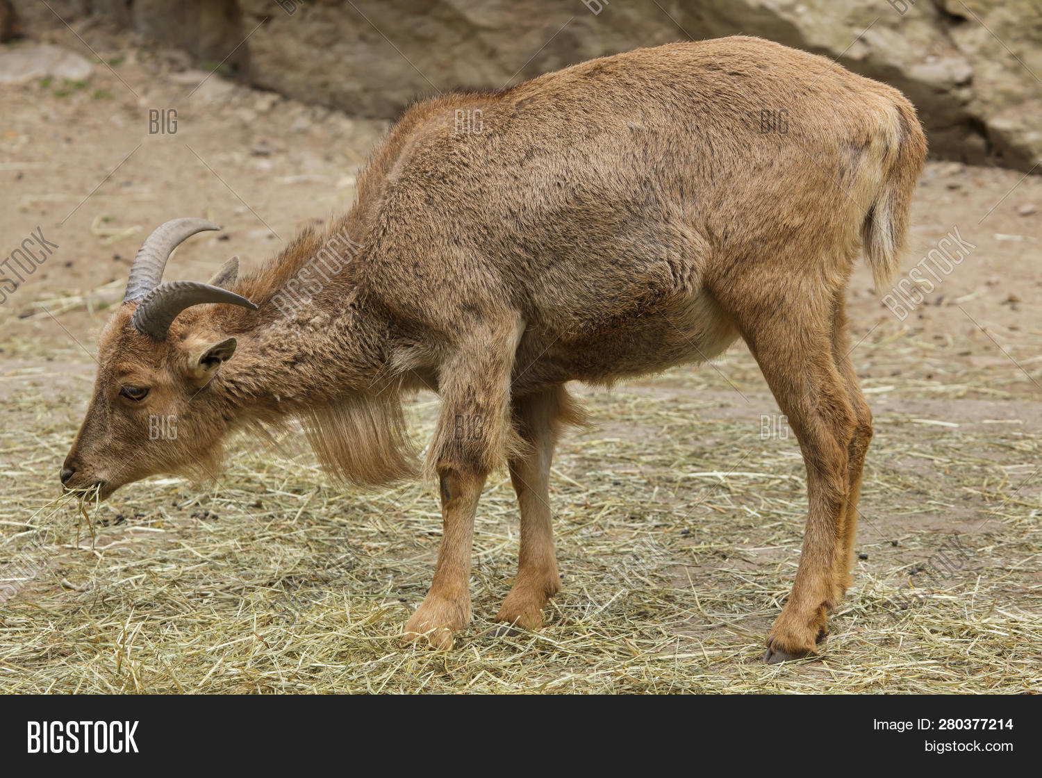 Barbary Sheep ( Image & Photo (Free Trial) | Bigstock