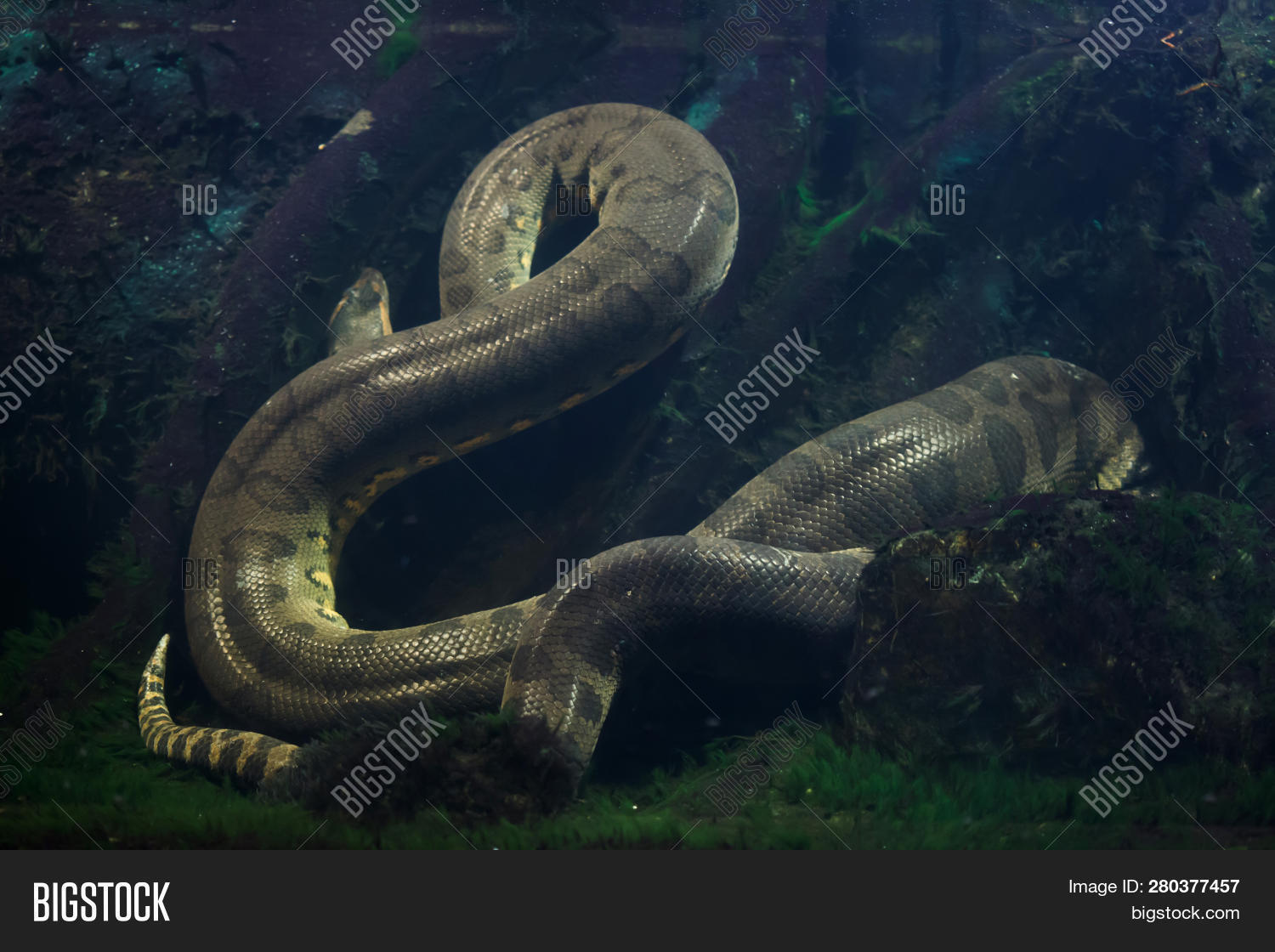 Green Anaconda ( Image & Photo (Free Trial) | Bigstock