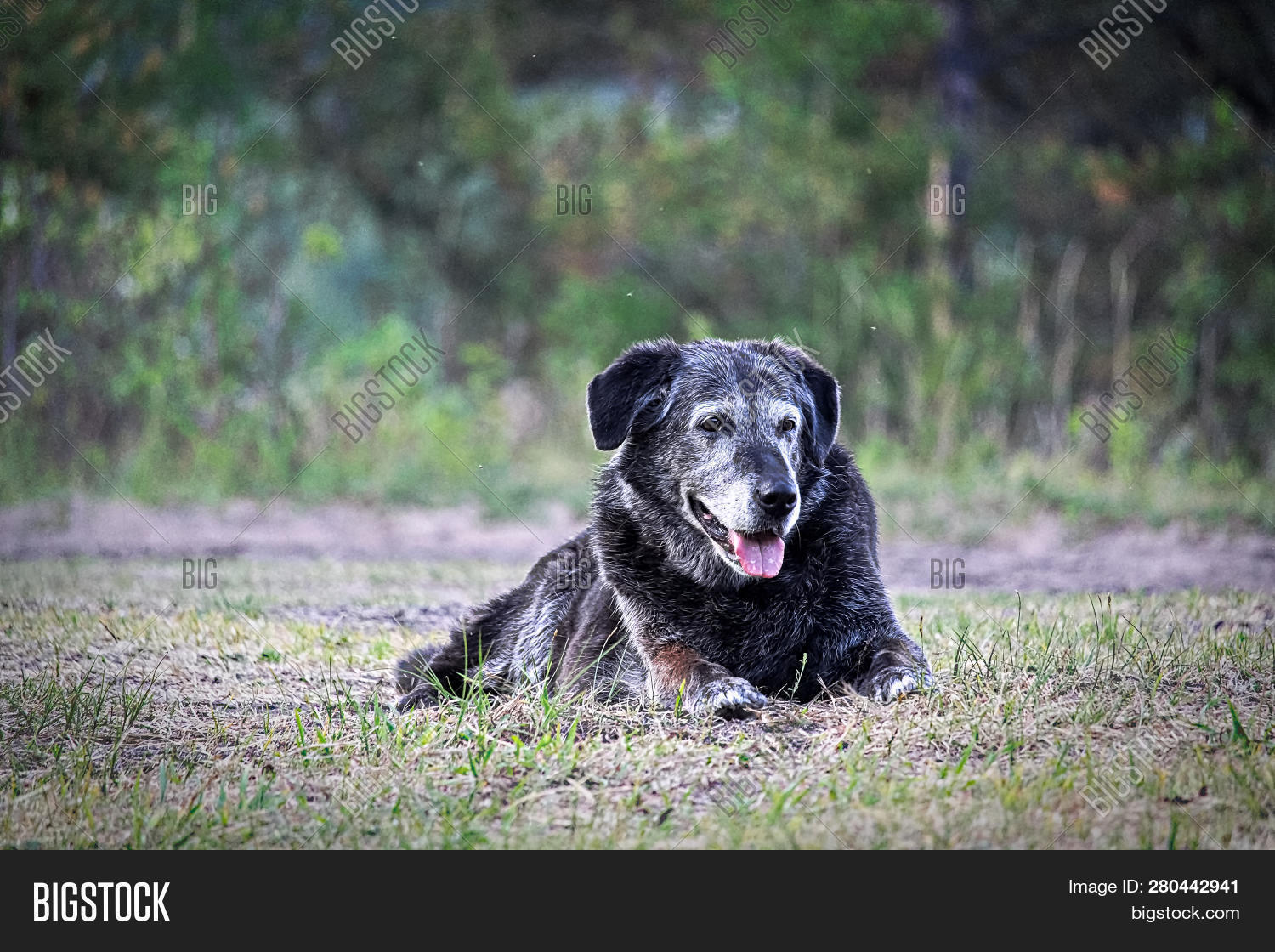 Old Dog Poses Against Image & Photo (Free Trial) | Bigstock