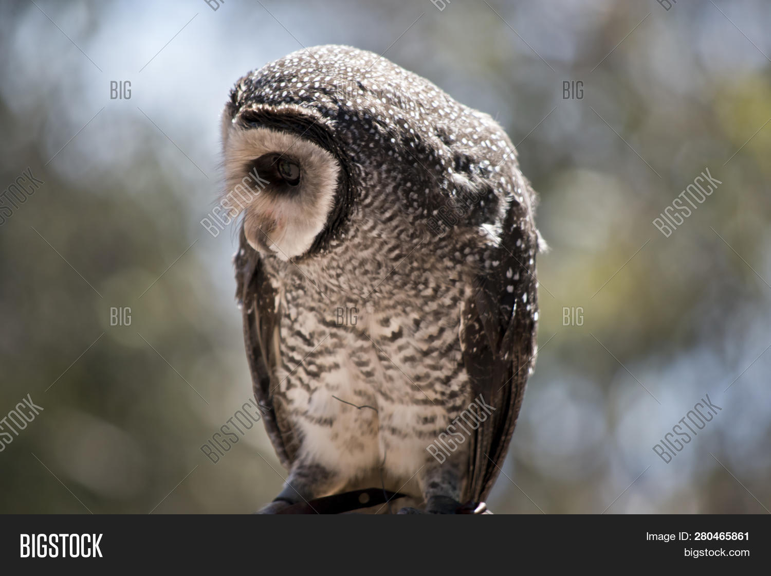 This Close Masked Owl Image & Photo (Free Trial) | Bigstock