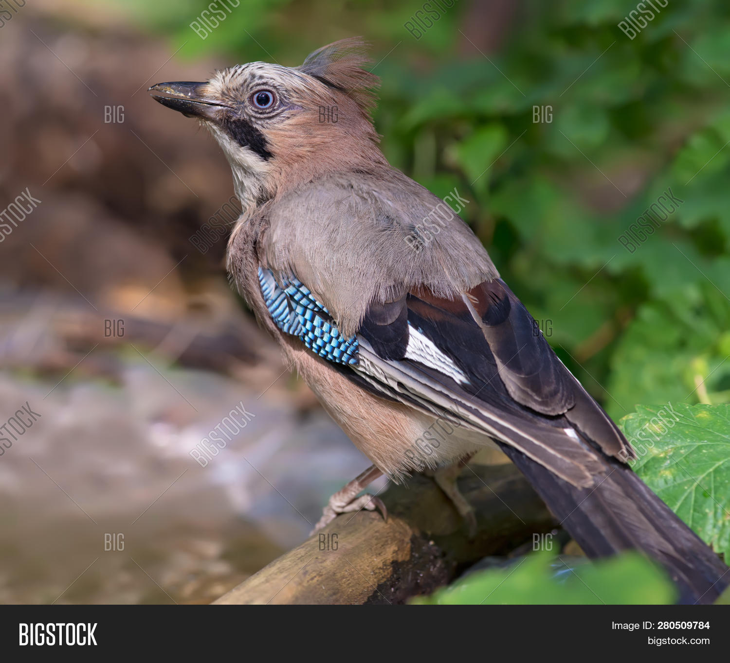 Eurasian Jay Sitting Image & Photo (Free Trial) | Bigstock
