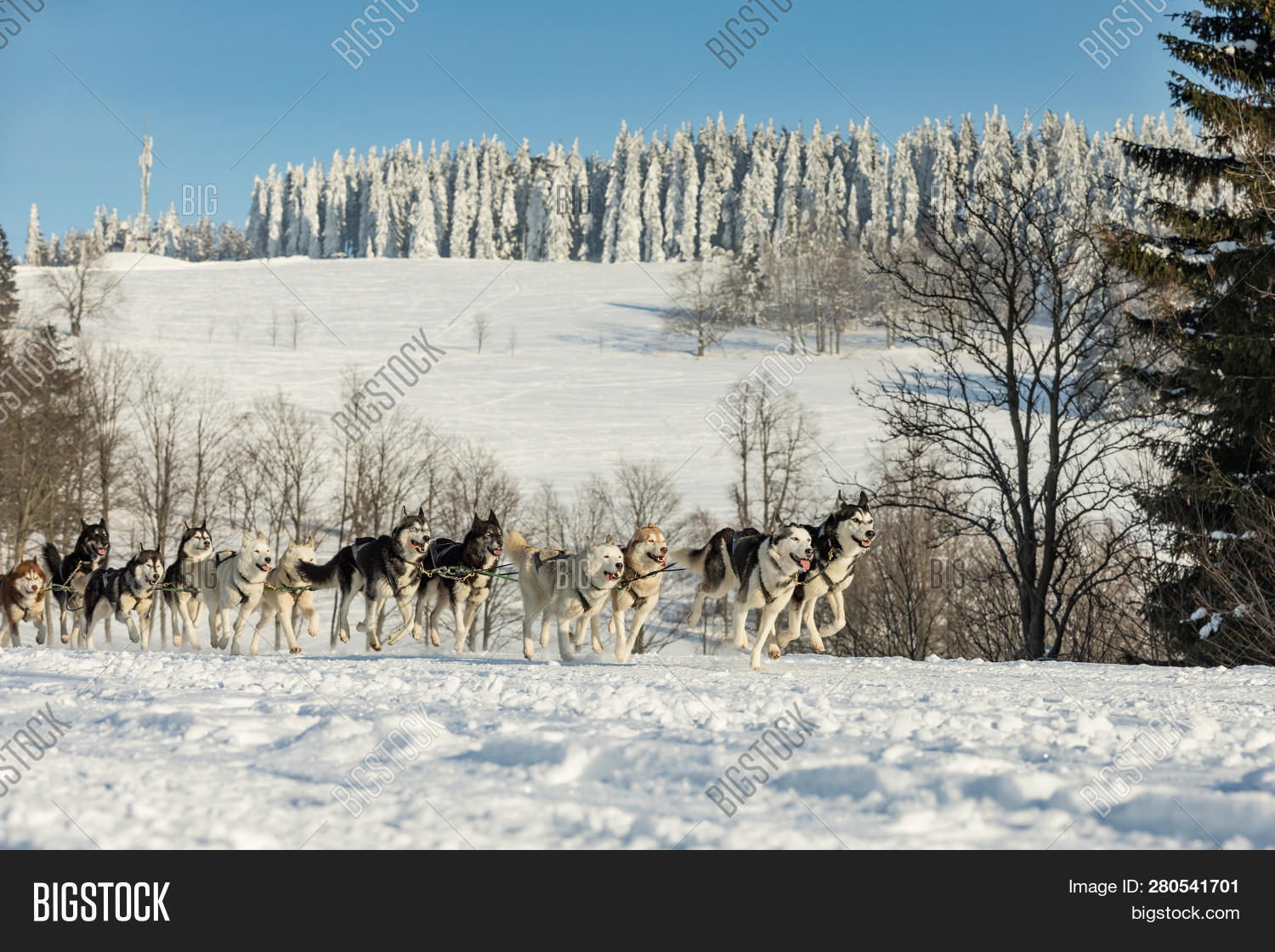 Team Four Husky Sled Image & Photo (Free Trial) | Bigstock