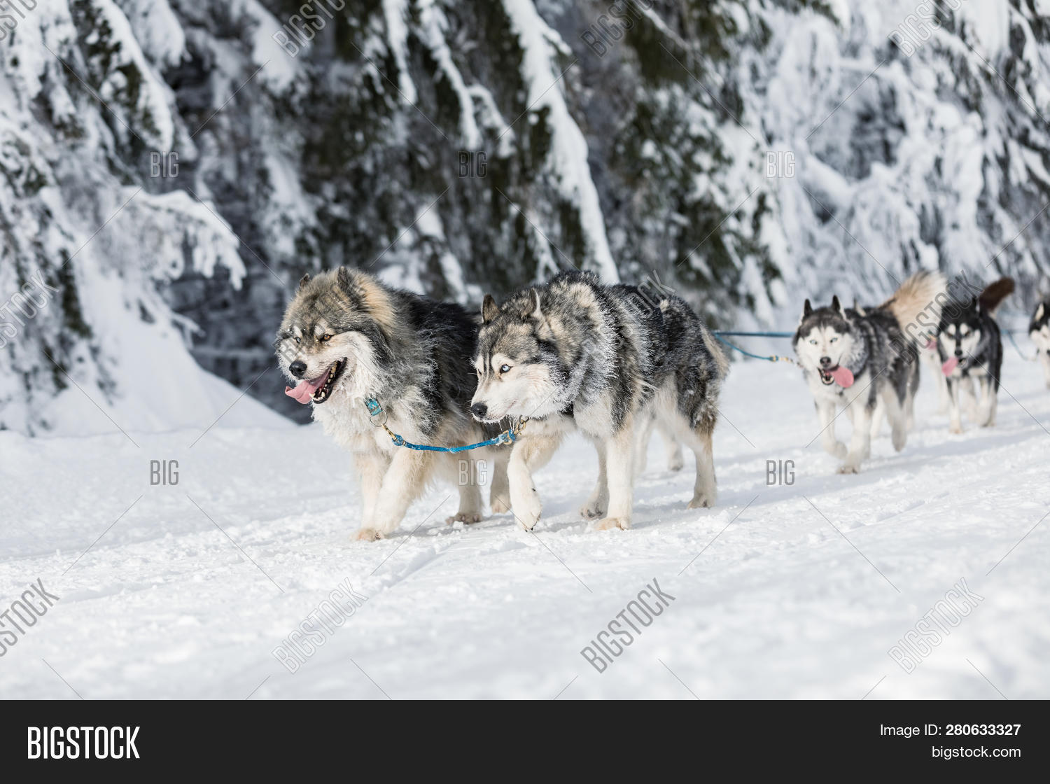 Team Four Husky Sled Image & Photo (Free Trial) | Bigstock