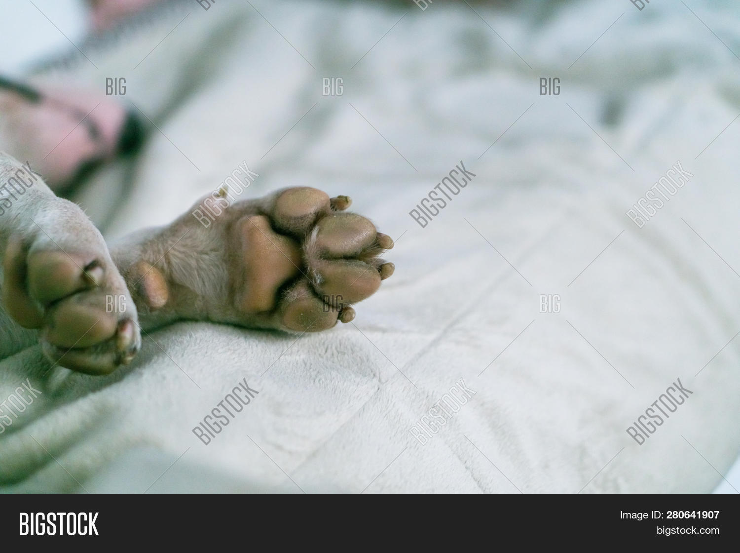 Dog Paw Close-. White Image & Photo (Free Trial) | Bigstock