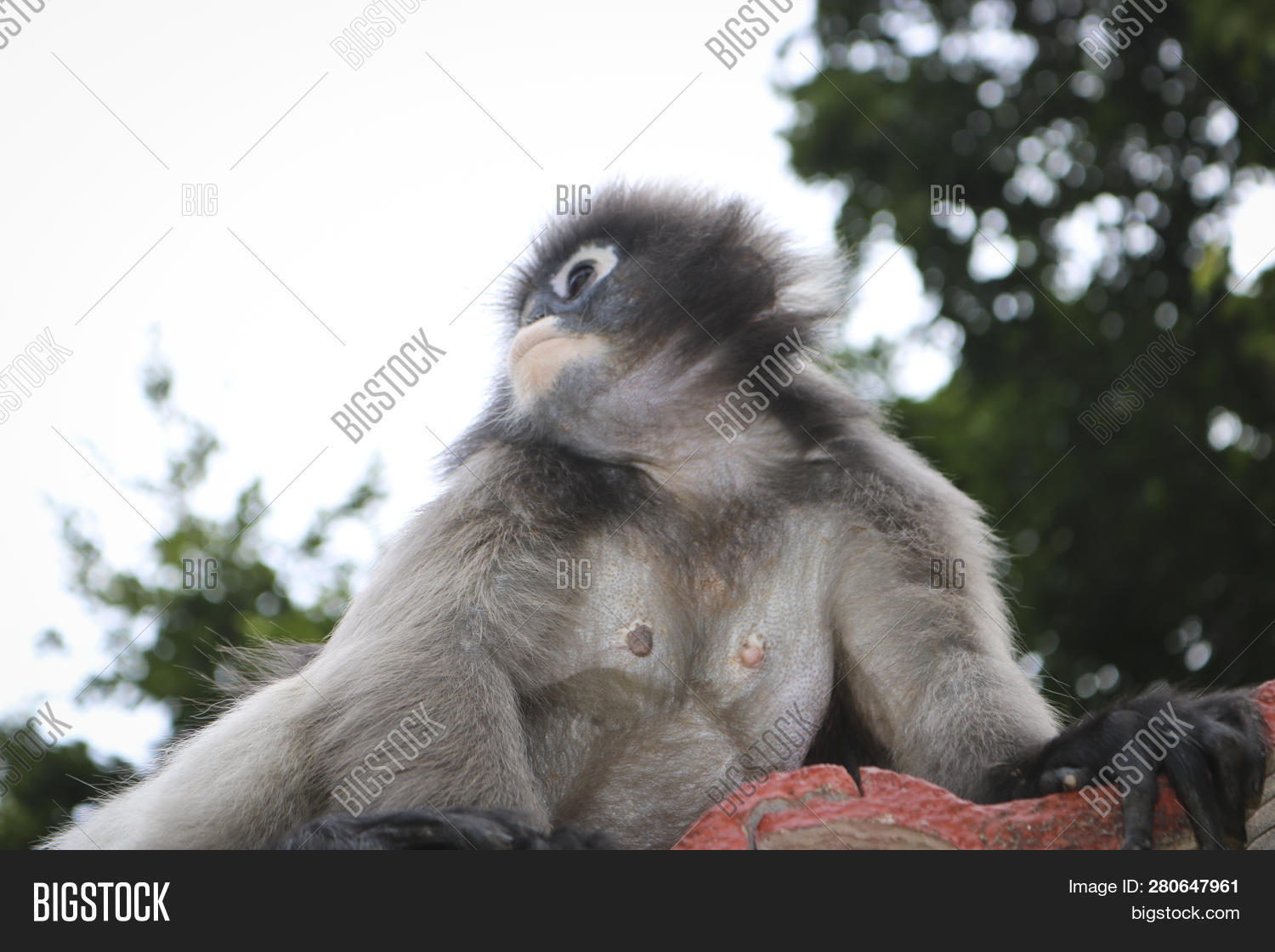 Funny Cute Monkeys Image & Photo (Free Trial) | Bigstock