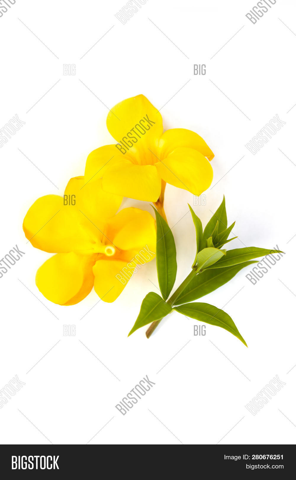 Yellow Bell Leaves