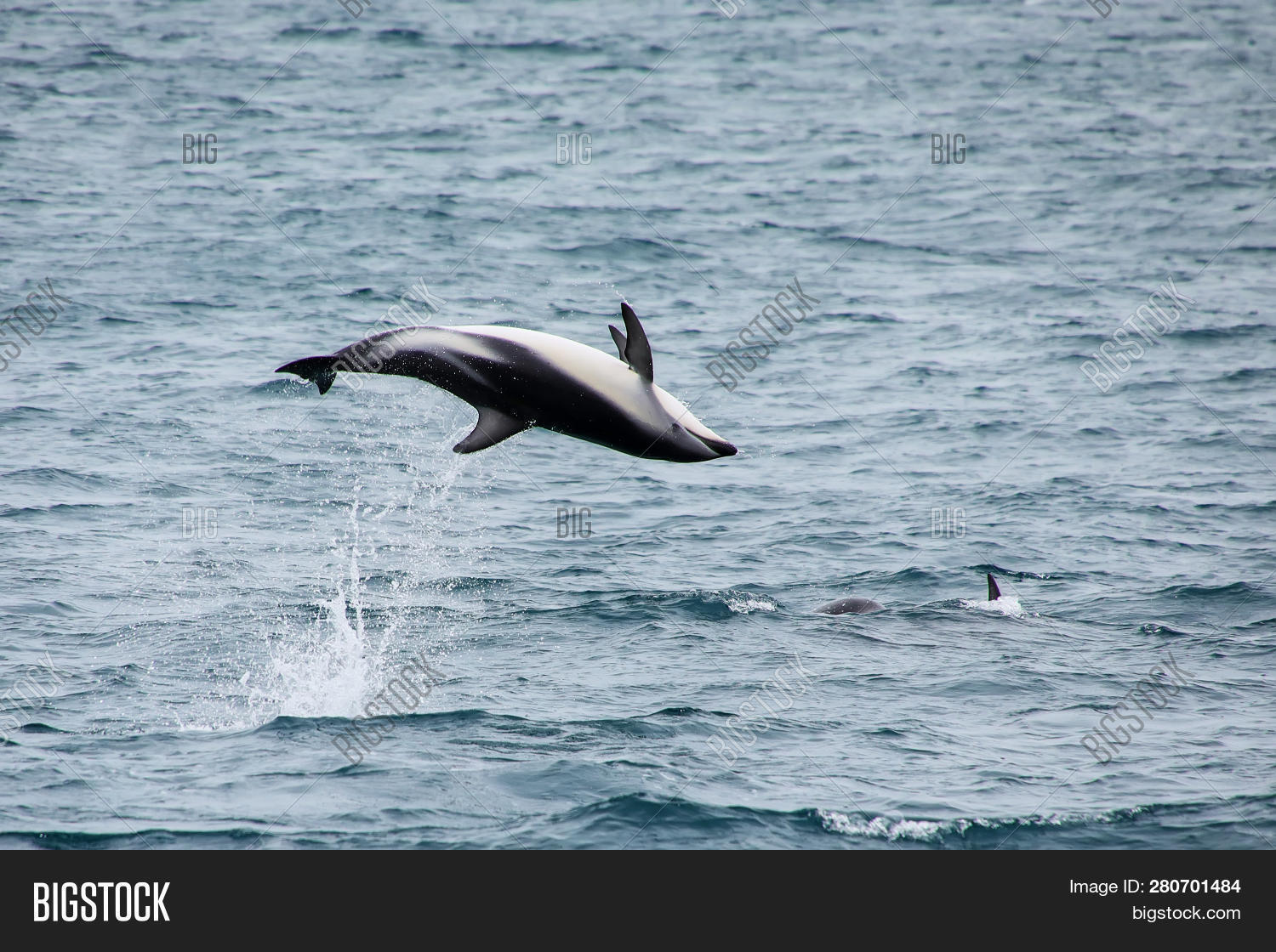 Dusky Dolphin Leaing Image & Photo (Free Trial) | Bigstock