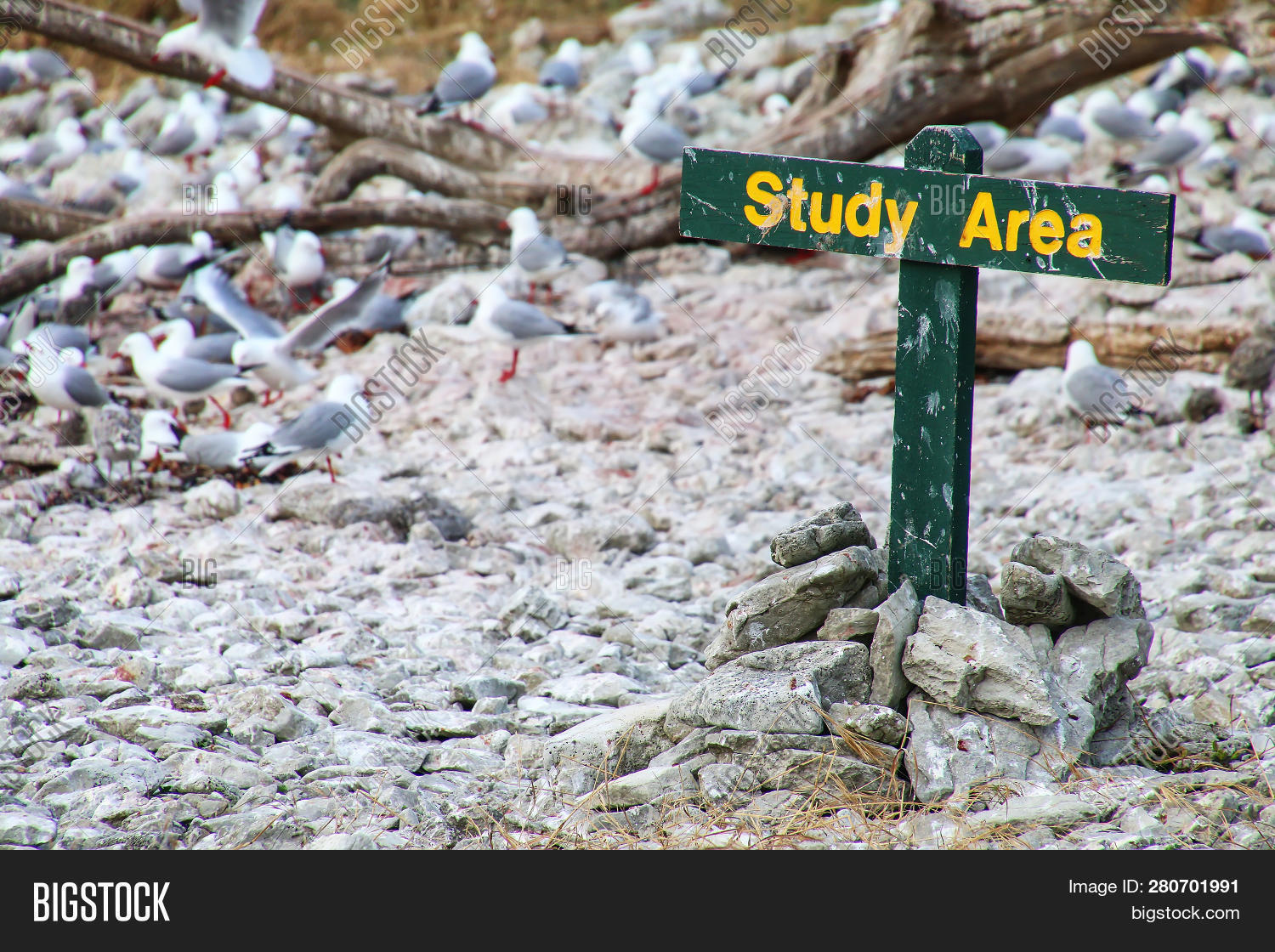 Study Area Sign Red- Image & Photo (Free Trial) | Bigstock