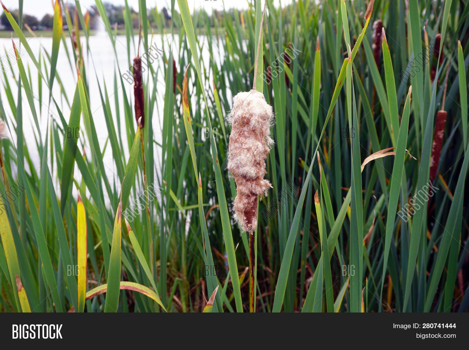 Common Cattails (typha Image & Photo (Free Trial) | Bigstock