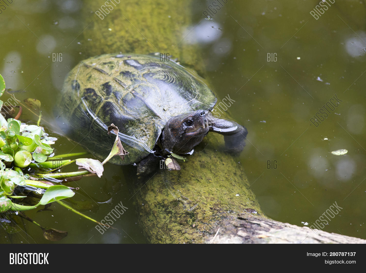 Beautiful Asian Water Image & Photo (Free Trial) | Bigstock