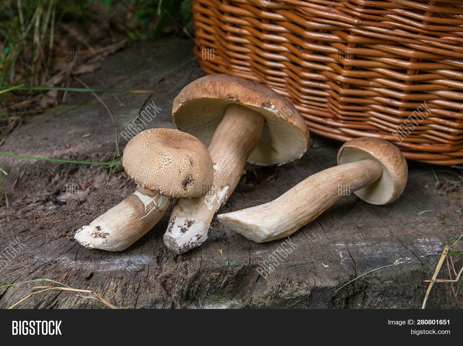 Several Porcini Image & Photo (Free Trial) | Bigstock