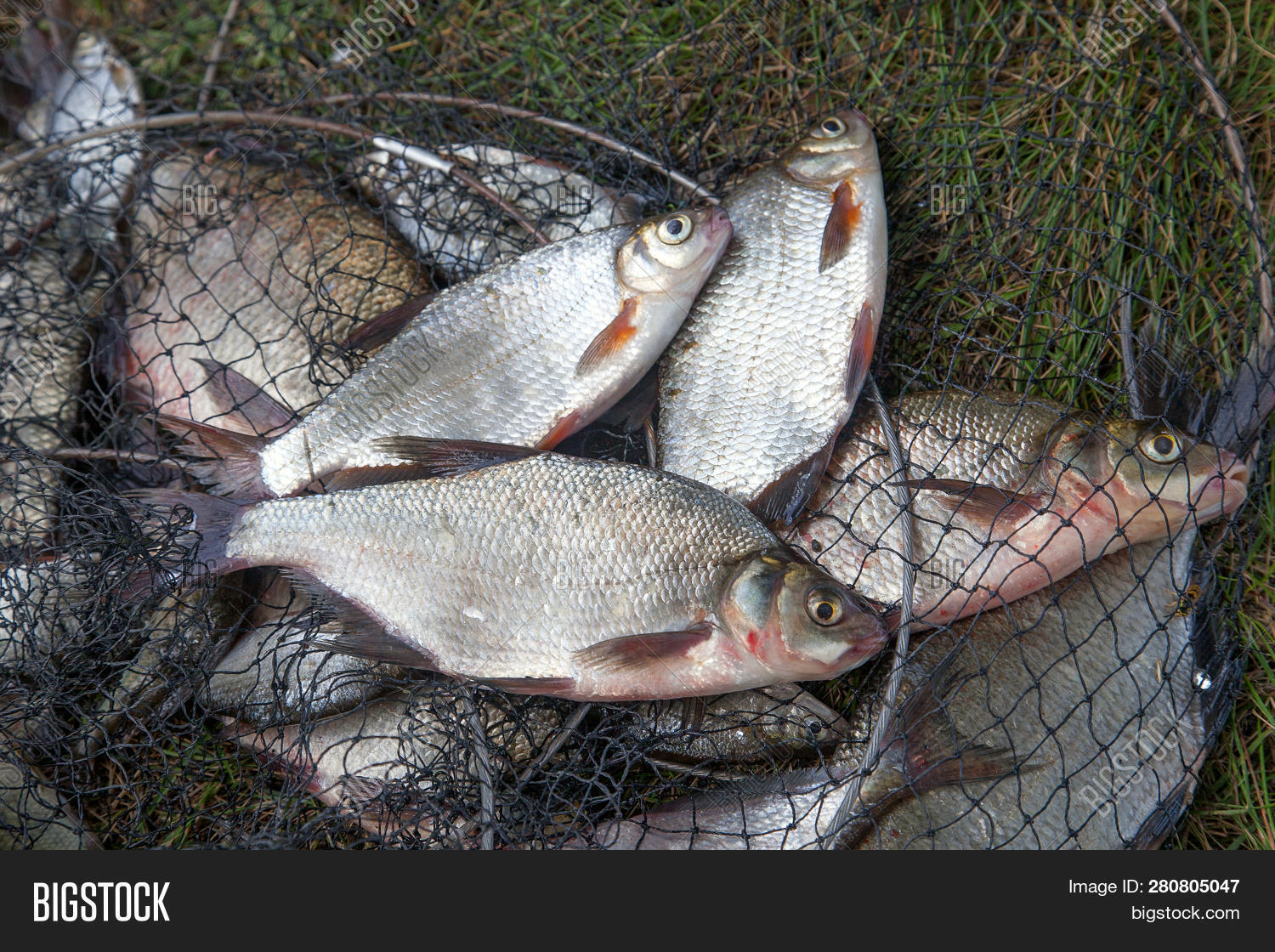 Freshwater White Bream Image & Photo (Free Trial) | Bigstock