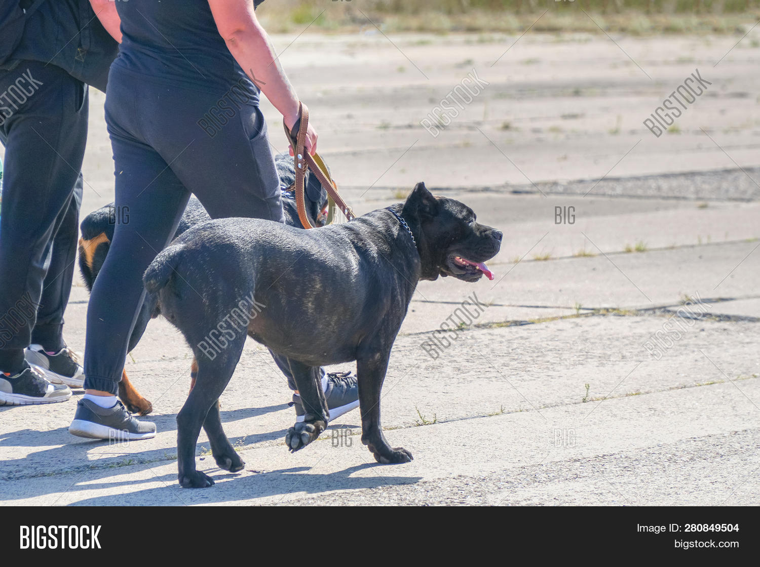 Black Rottweiler On Image & Photo (Free Trial) | Bigstock