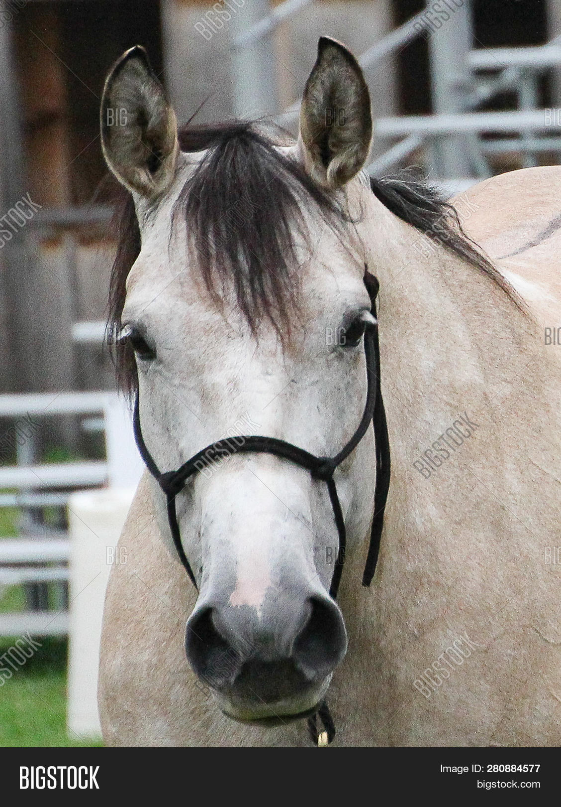 Closeup Face Light Image & Photo (Free Trial) | Bigstock