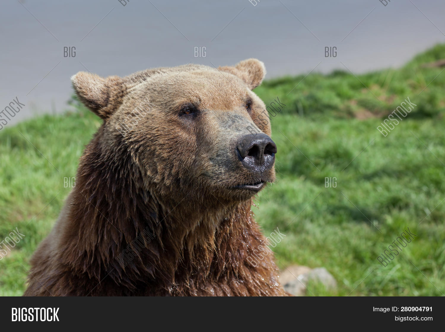 Portrait Brown Bear Image & Photo (Free Trial) | Bigstock