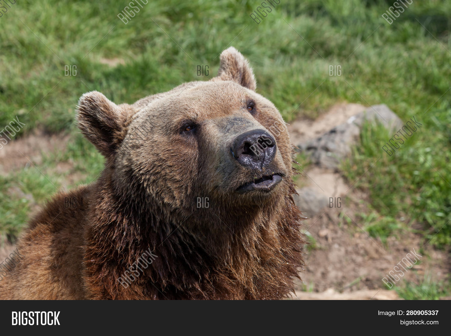 Brown Bear Pouty Image & Photo (Free Trial) | Bigstock